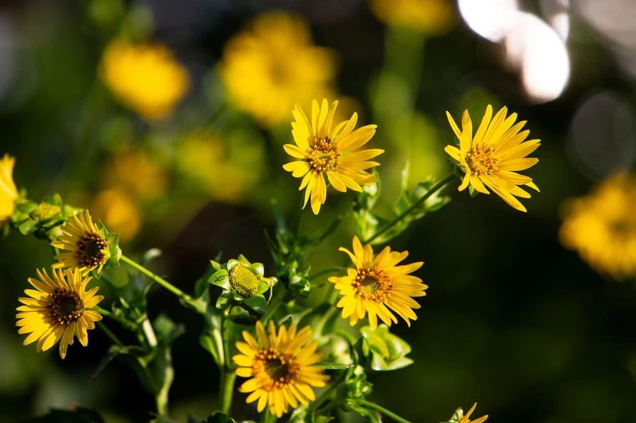 Hurray for the Riff Raff played Rockefeller Park (pics, setlist)