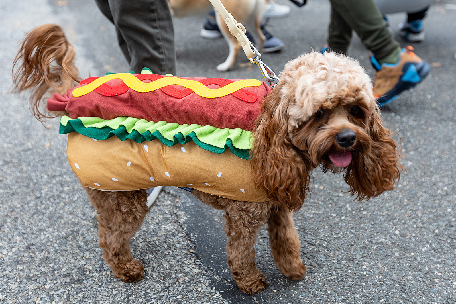 Halloween Dog Parade returning to Tompkins Square Park for 2022