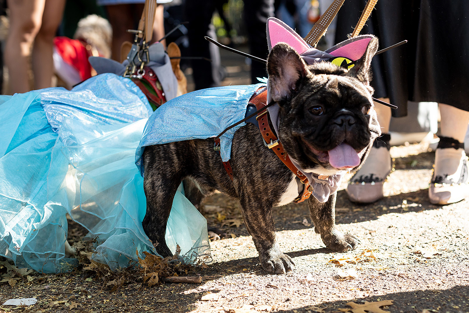 Dogs in costume took over Tompkins Square Park for 2022 Halloween Dog ...