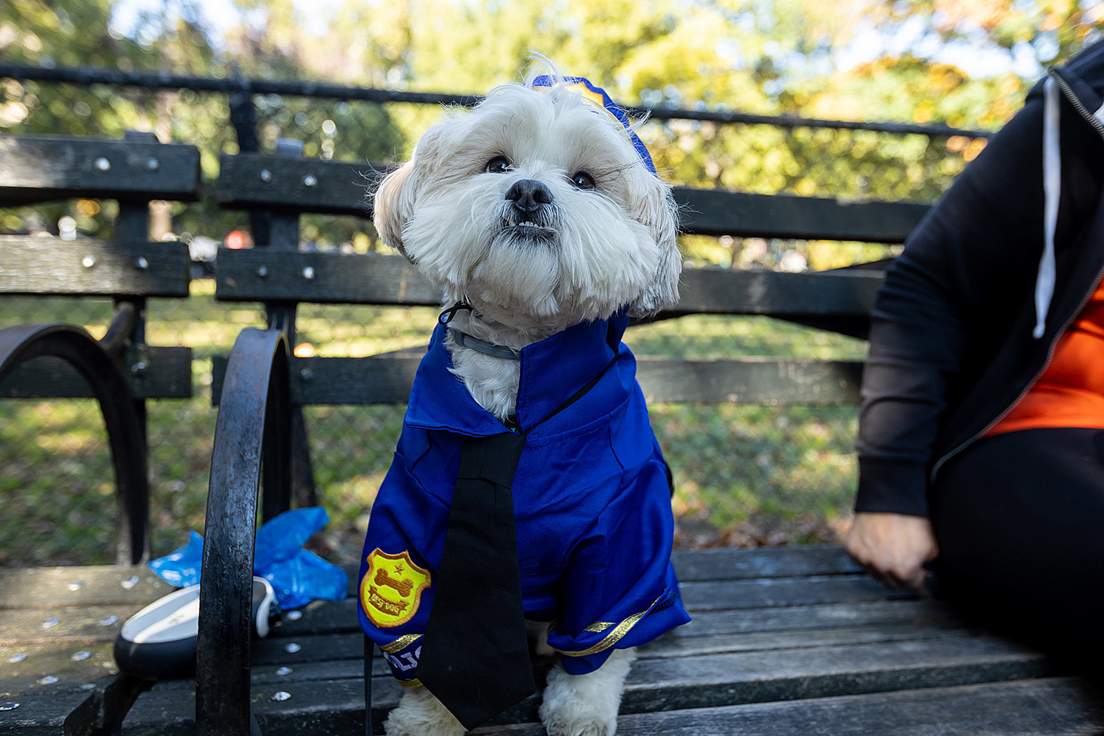 Dogs in costume took over Tompkins Square Park for 2022 Halloween Dog ...