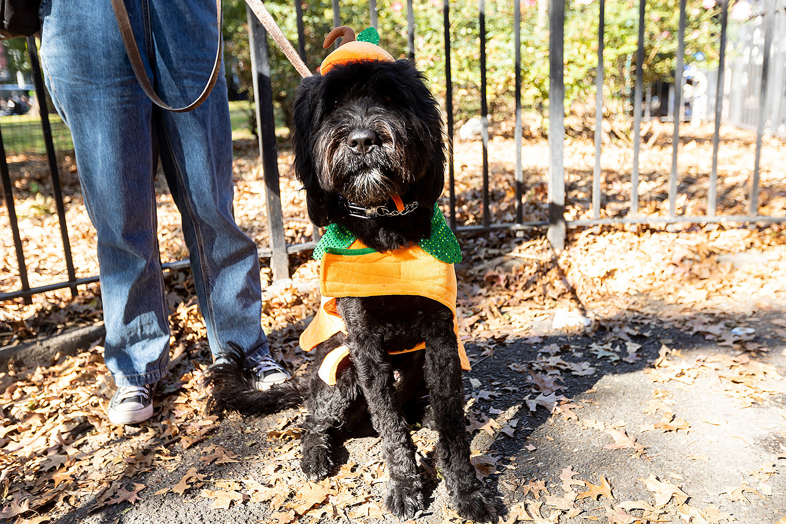 Dogs in costume took over Tompkins Square Park for 2022 Halloween Dog ...