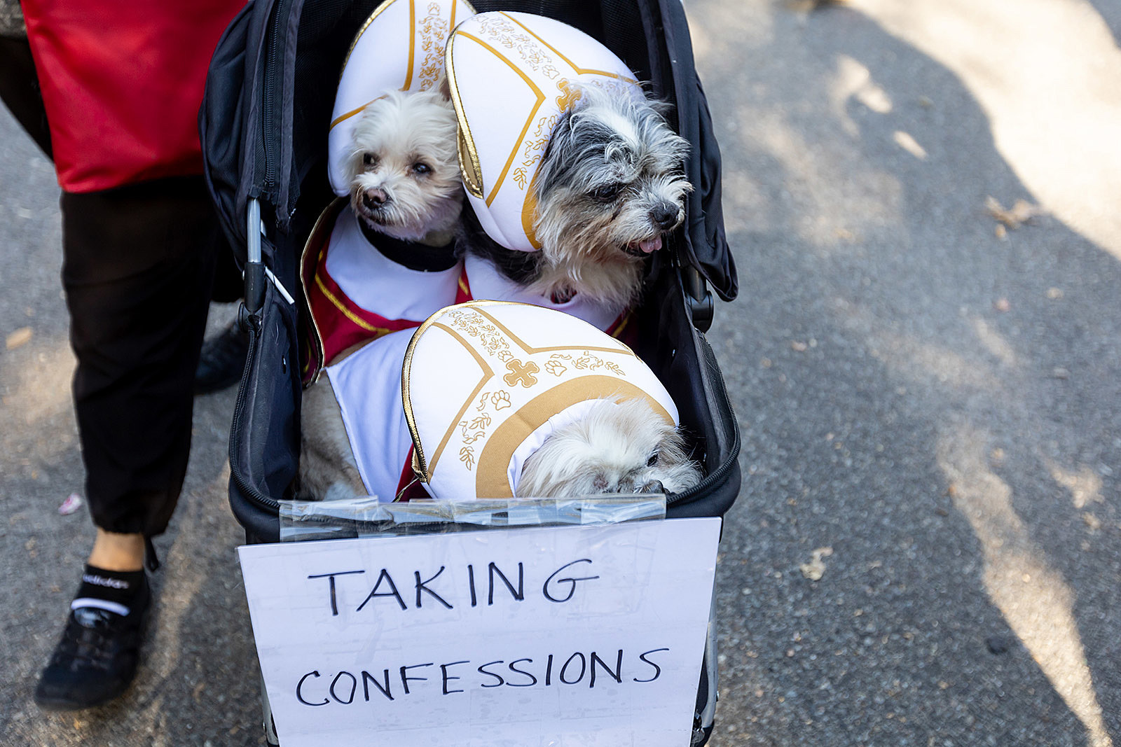 Dogs in costume took over Tompkins Square Park for 2022 Halloween Dog ...