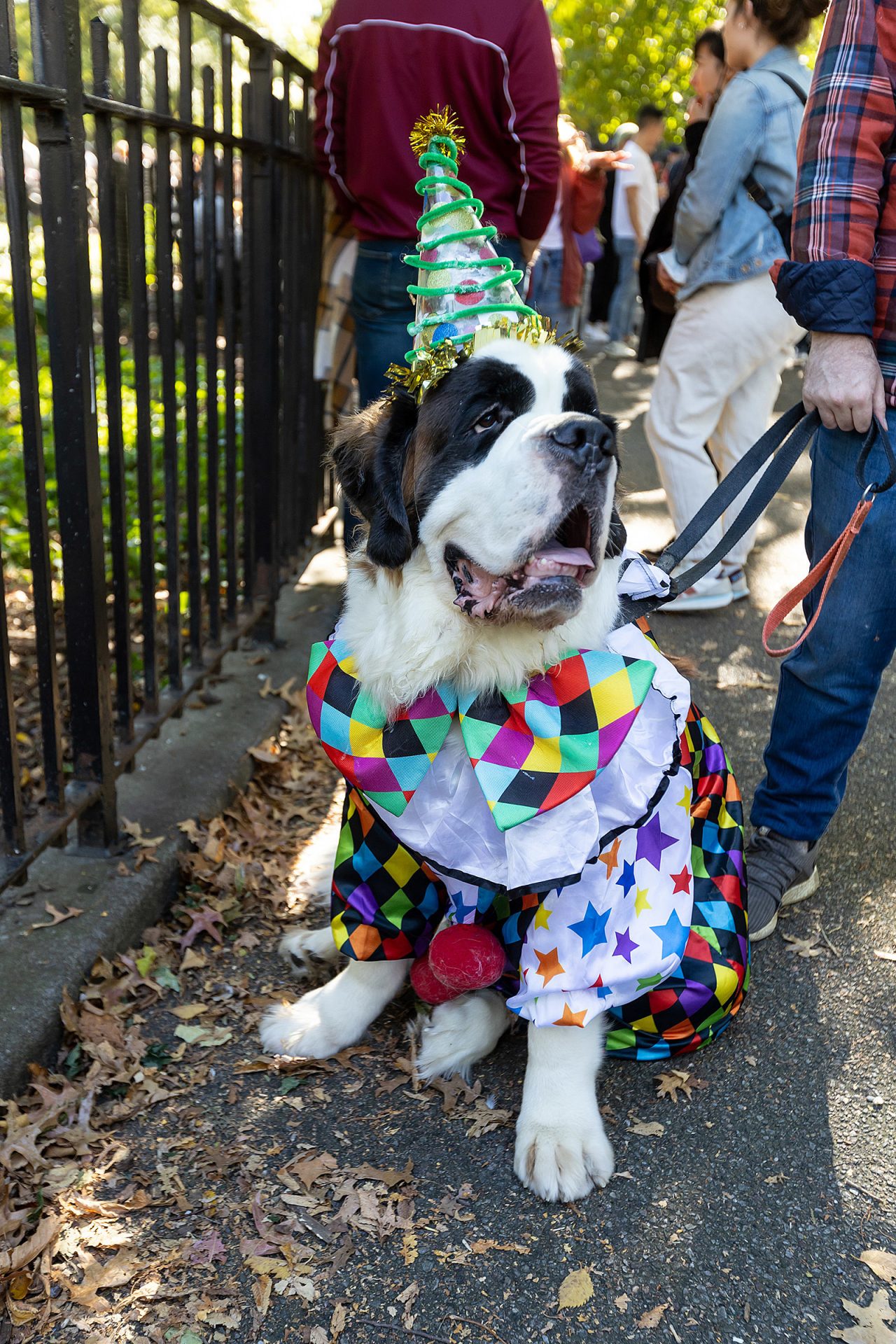 Dogs in costume took over Tompkins Square Park for 2022 Halloween Dog ...