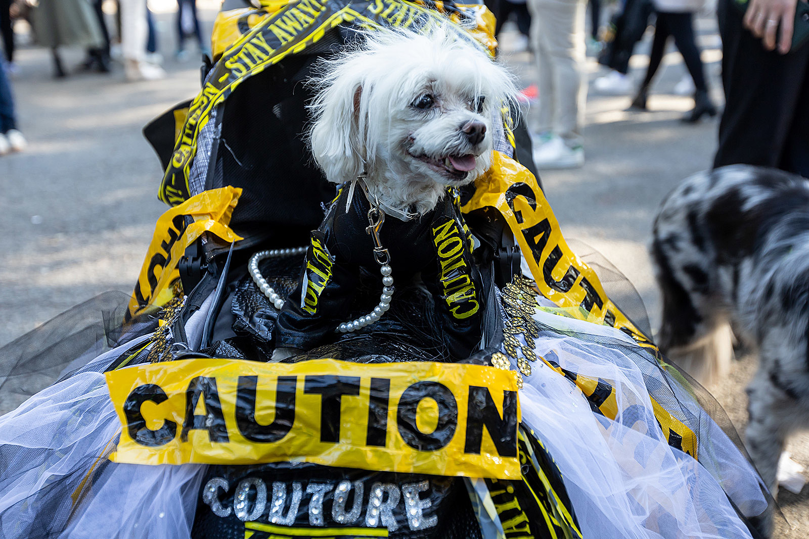 Dogs in costume took over Tompkins Square Park for 2022 Halloween Dog ...