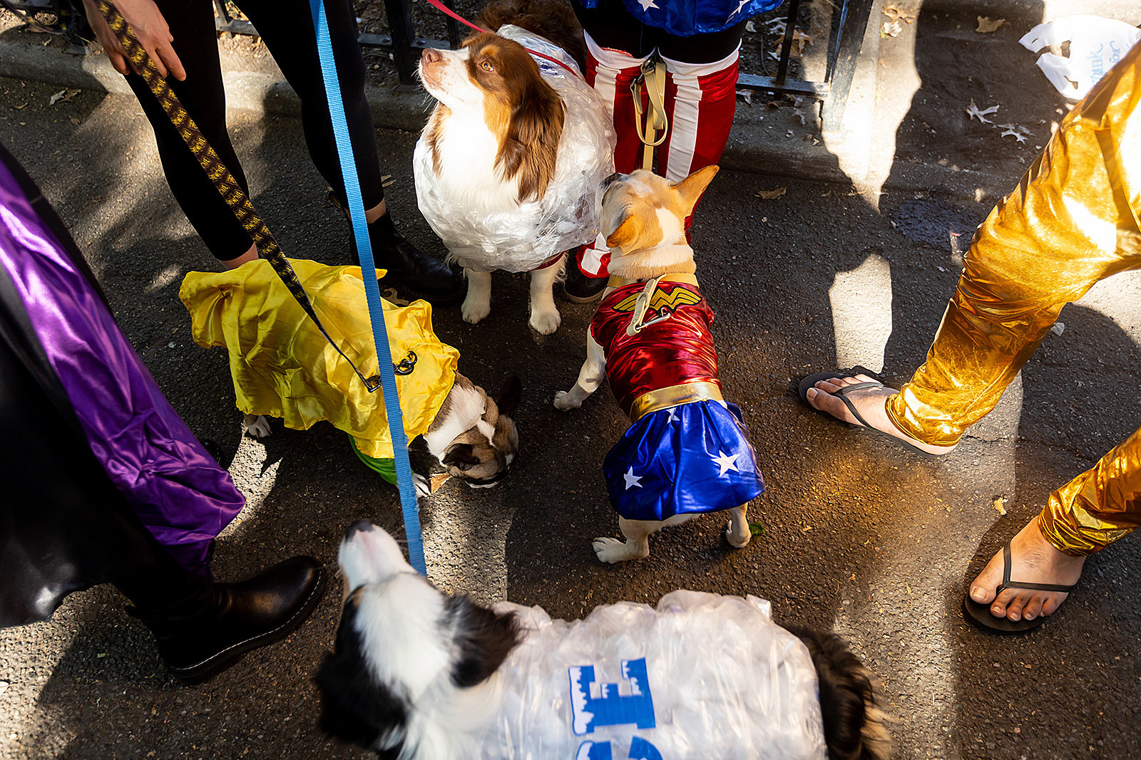 Dogs in costume took over Tompkins Square Park for 2022 Halloween Dog ...