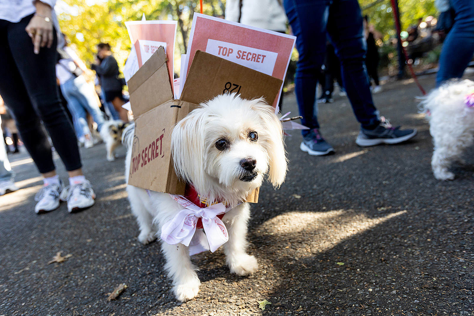 Dogs in costume took over Tompkins Square Park for 2022 Halloween Dog ...