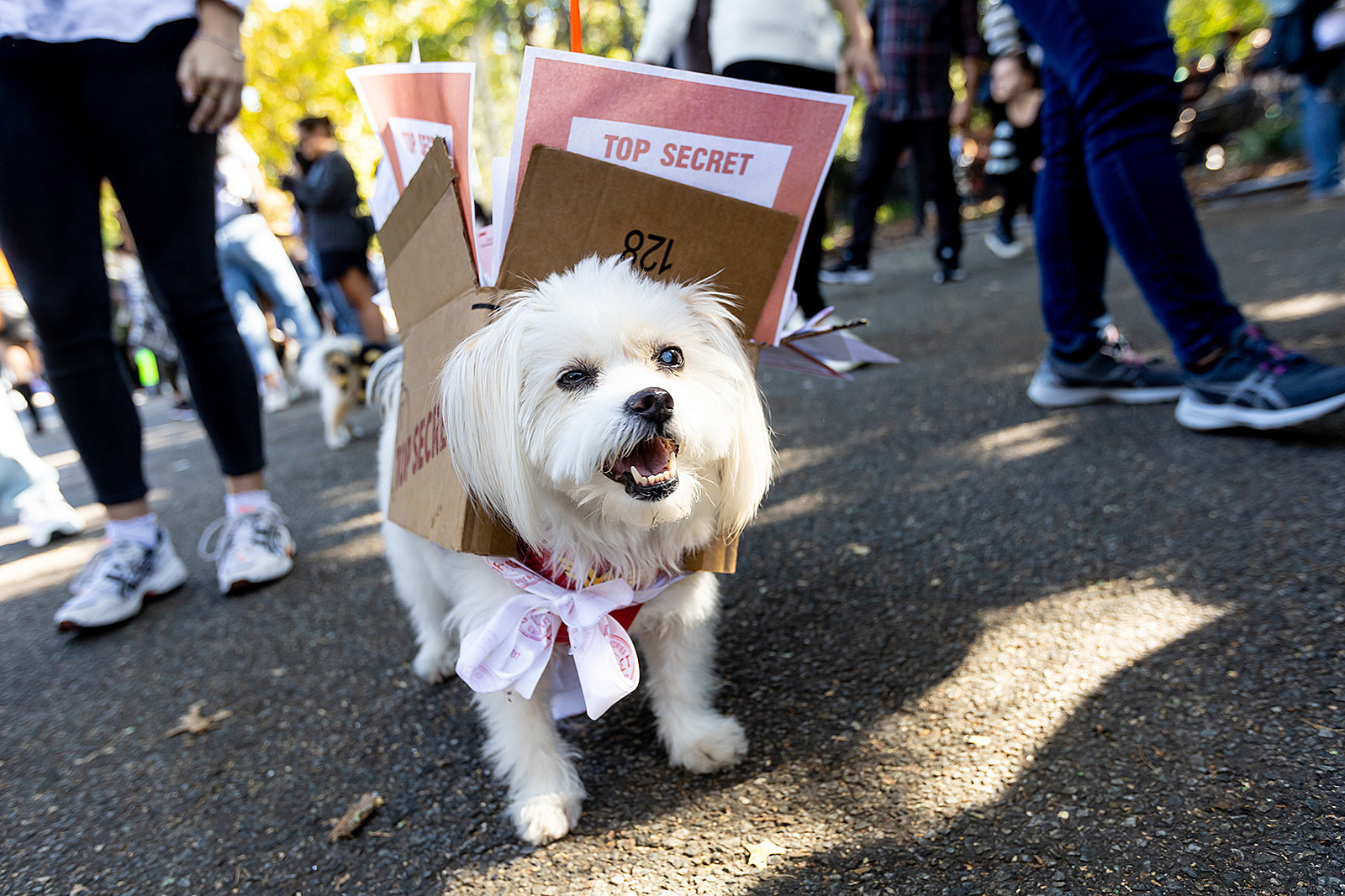 Dogs in costume took over Tompkins Square Park for 2022 Halloween Dog ...