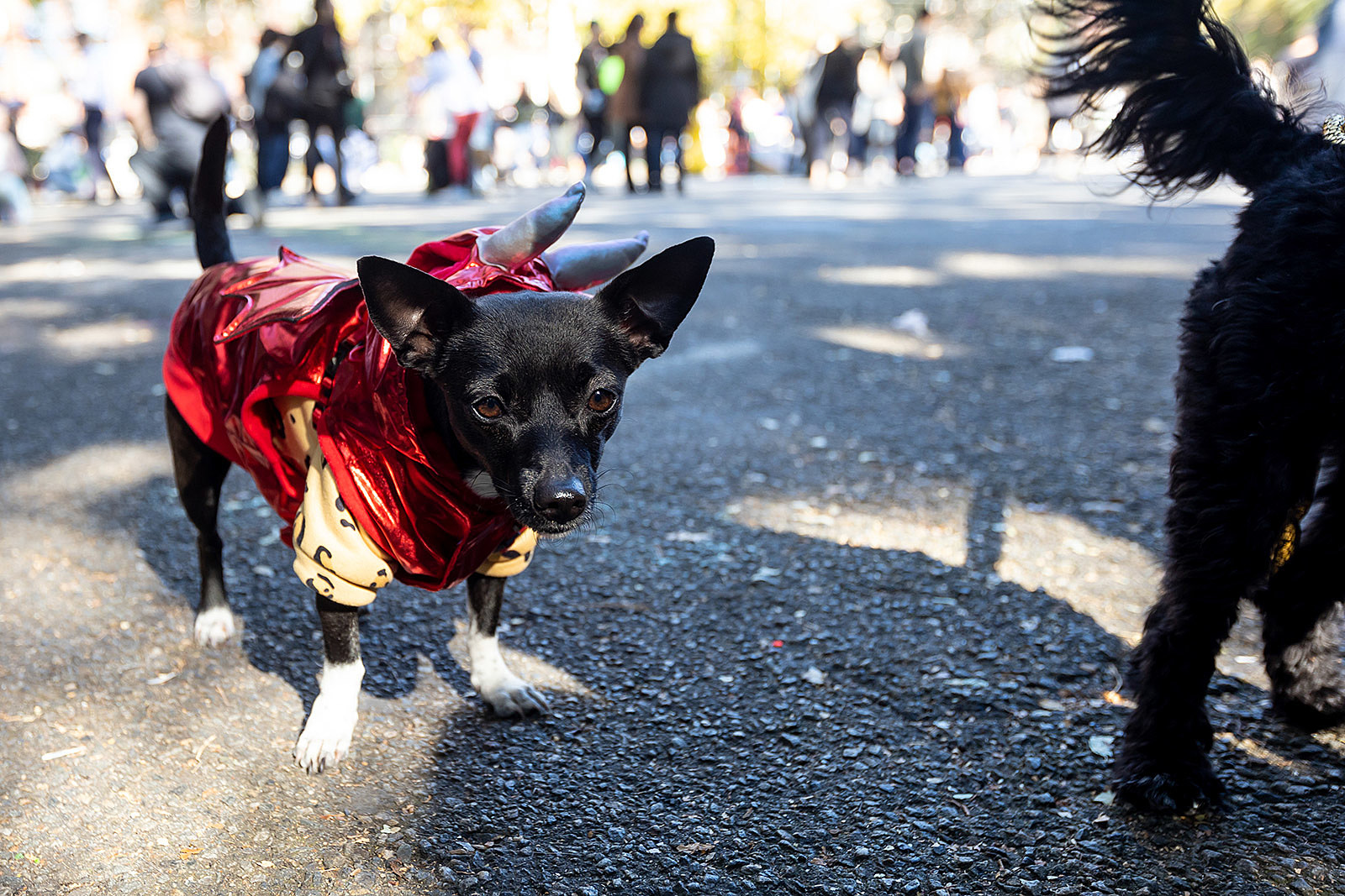 Dogs in costume took over Tompkins Square Park for 2022 Halloween Dog ...