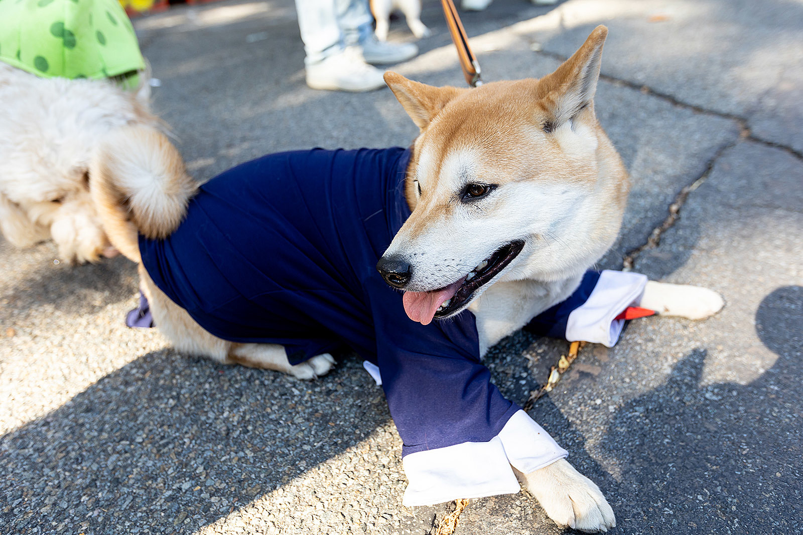 Dogs in costume took over Tompkins Square Park for 2022 Halloween Dog ...