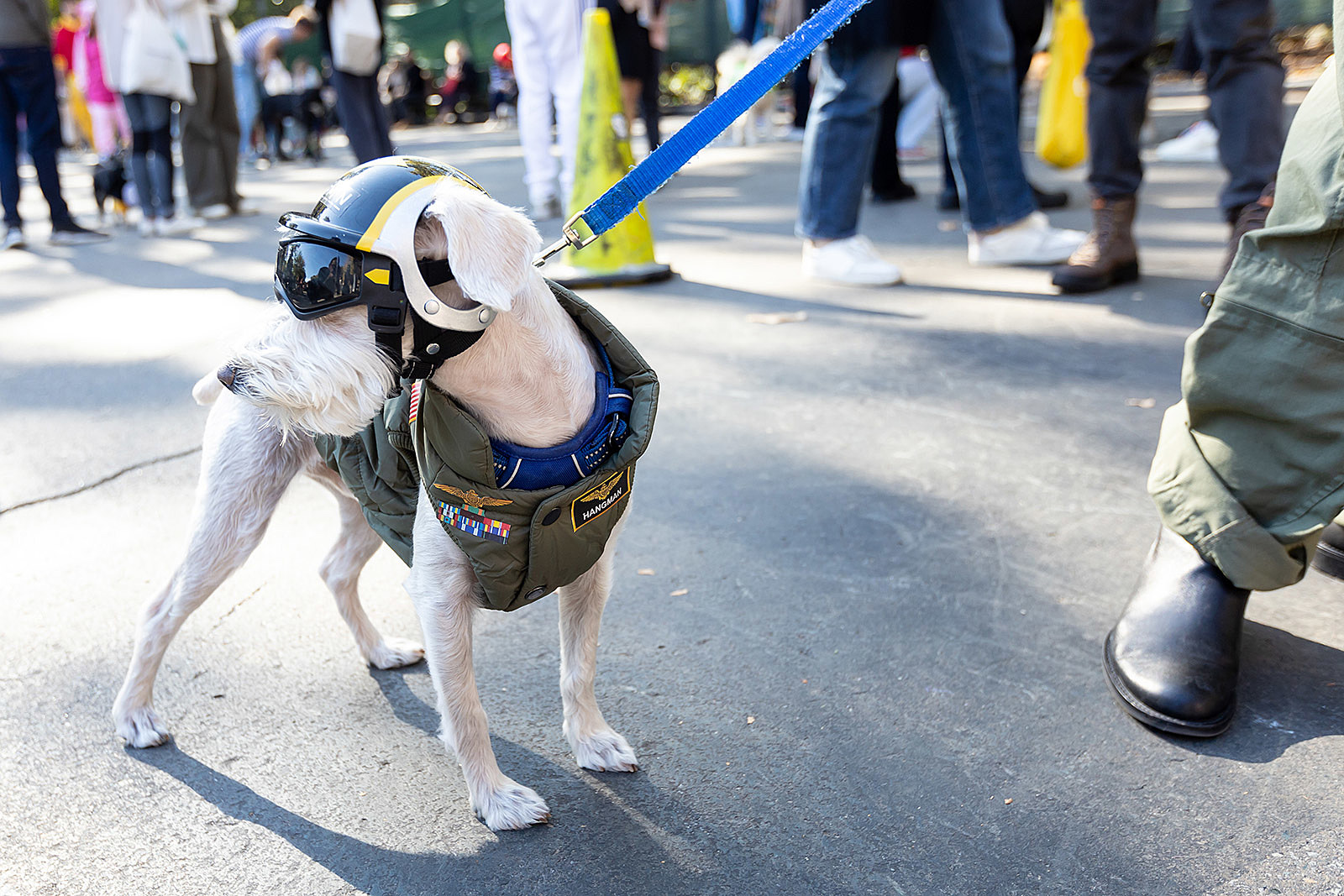 Dogs in costume took over Tompkins Square Park for 2022 Halloween Dog ...