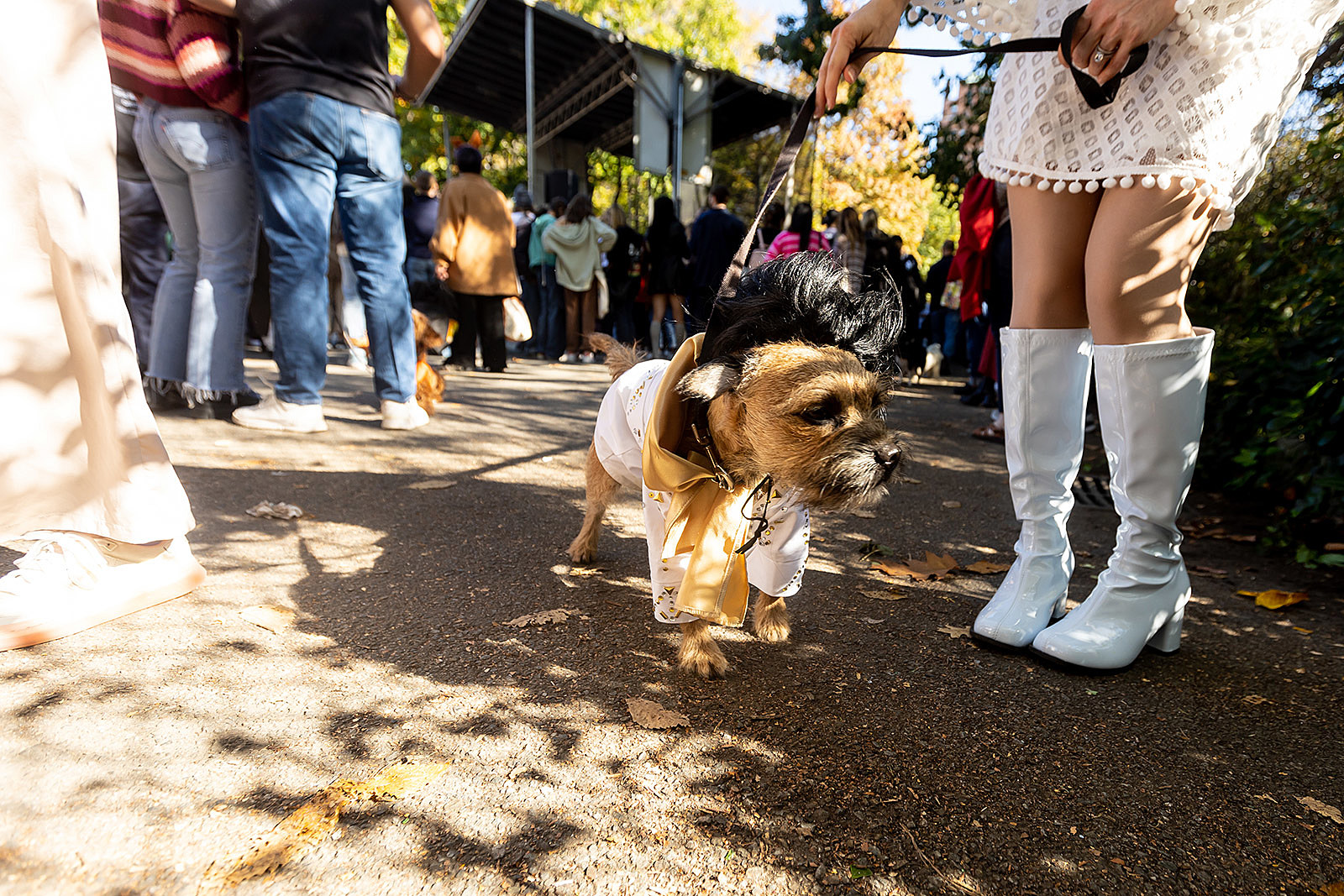 Dogs in costume took over Tompkins Square Park for 2022 Halloween Dog ...