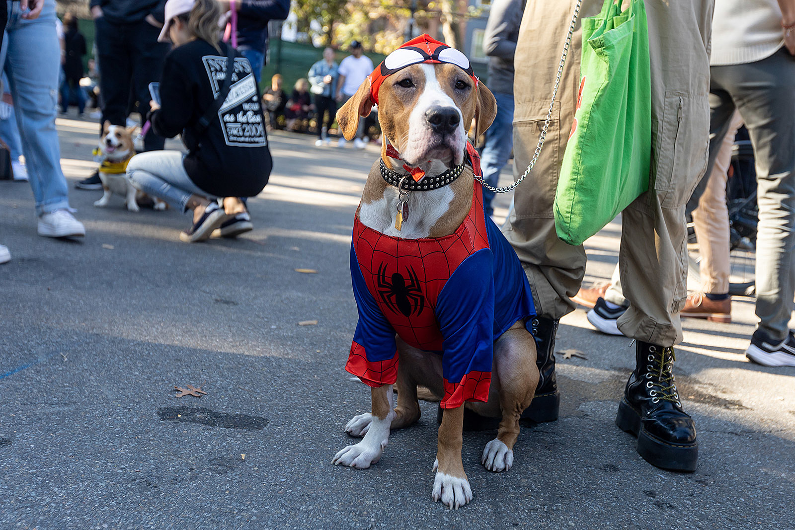 Dogs in costume took over Tompkins Square Park for 2022 Halloween Dog ...