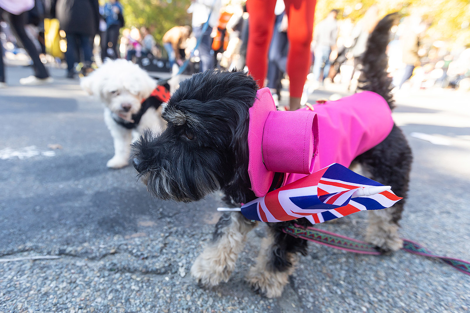 Dogs in costume took over Tompkins Square Park for 2022 Halloween Dog ...