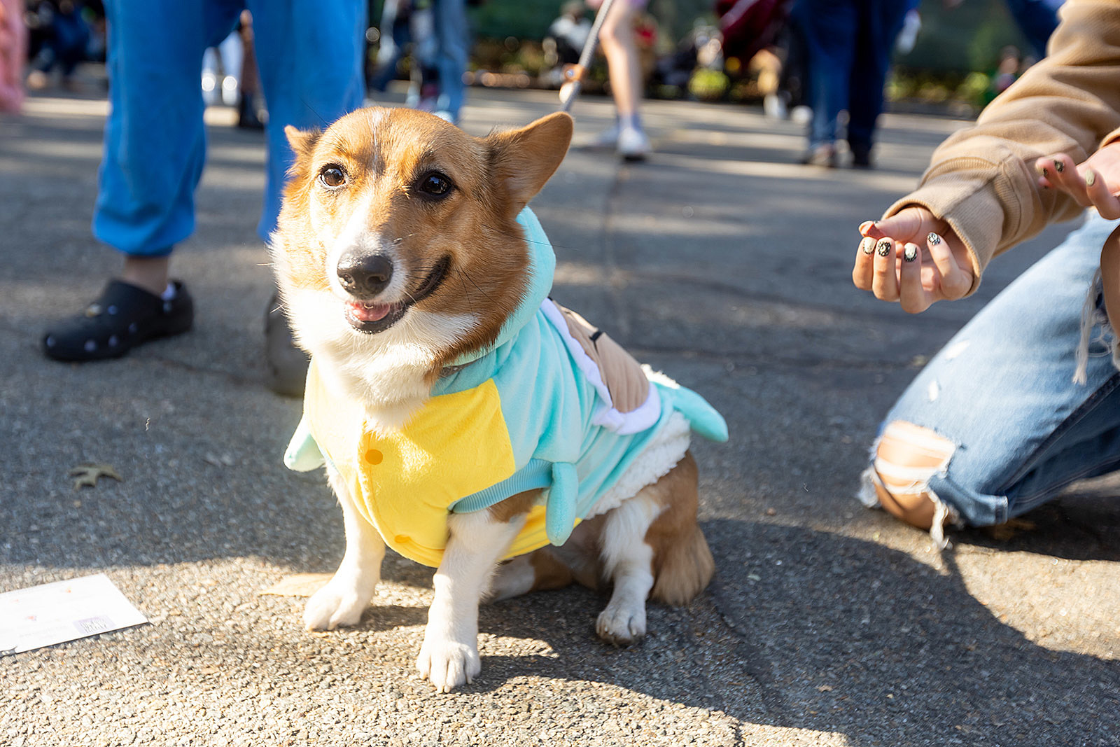 Dogs in costume took over Tompkins Square Park for 2022 Halloween Dog ...