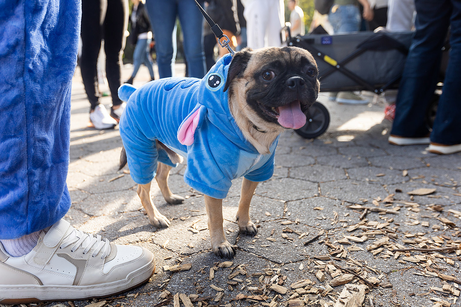 Dogs in costume took over Tompkins Square Park for 2022 Halloween Dog ...