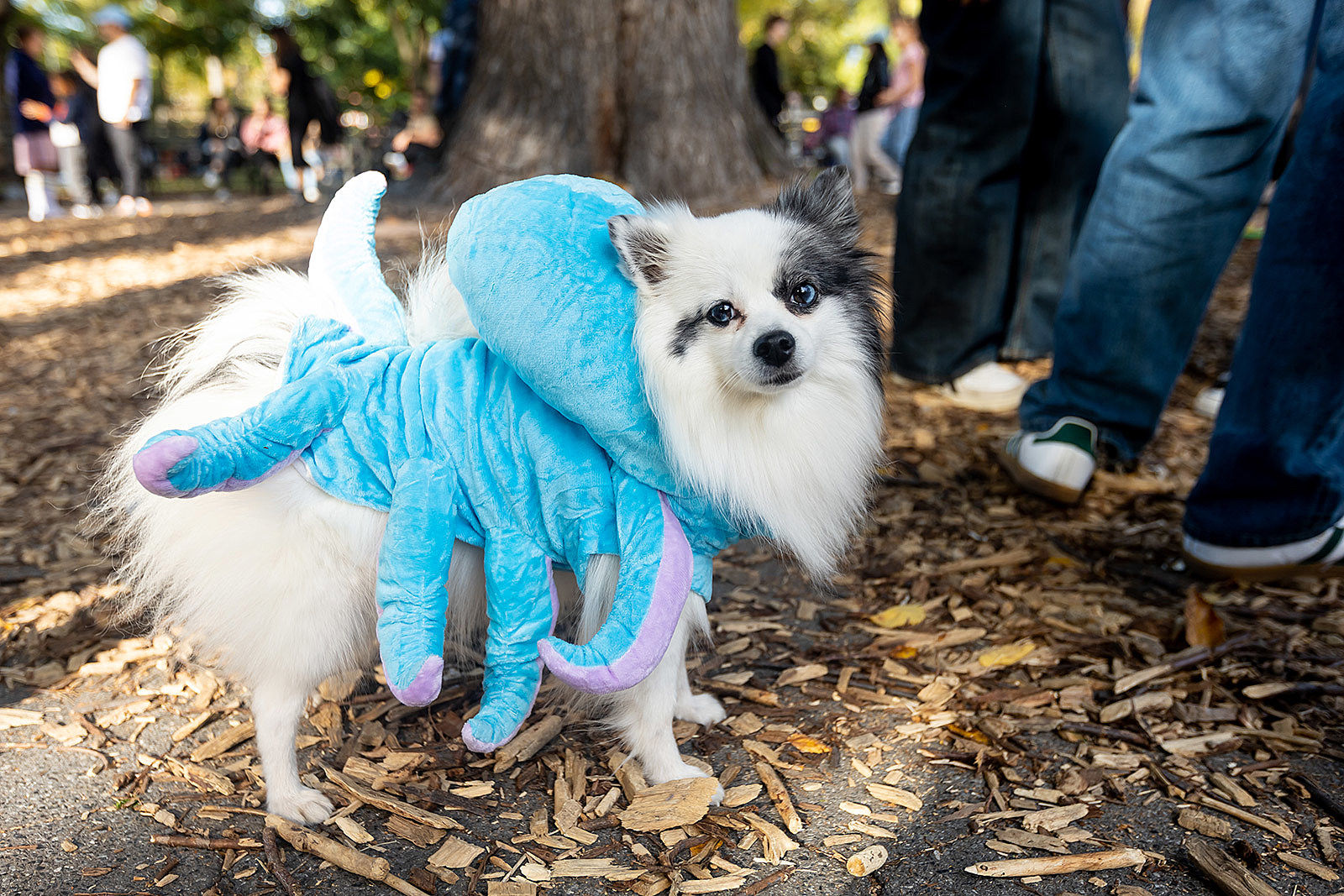 Dogs in costume took over Tompkins Square Park for 2022 Halloween Dog ...