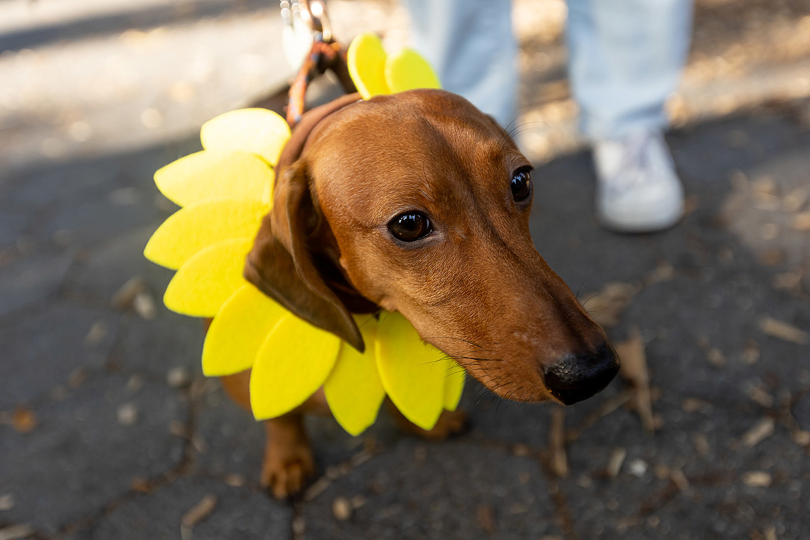 Dogs in costume took over Tompkins Square Park for 2022 Halloween Dog ...