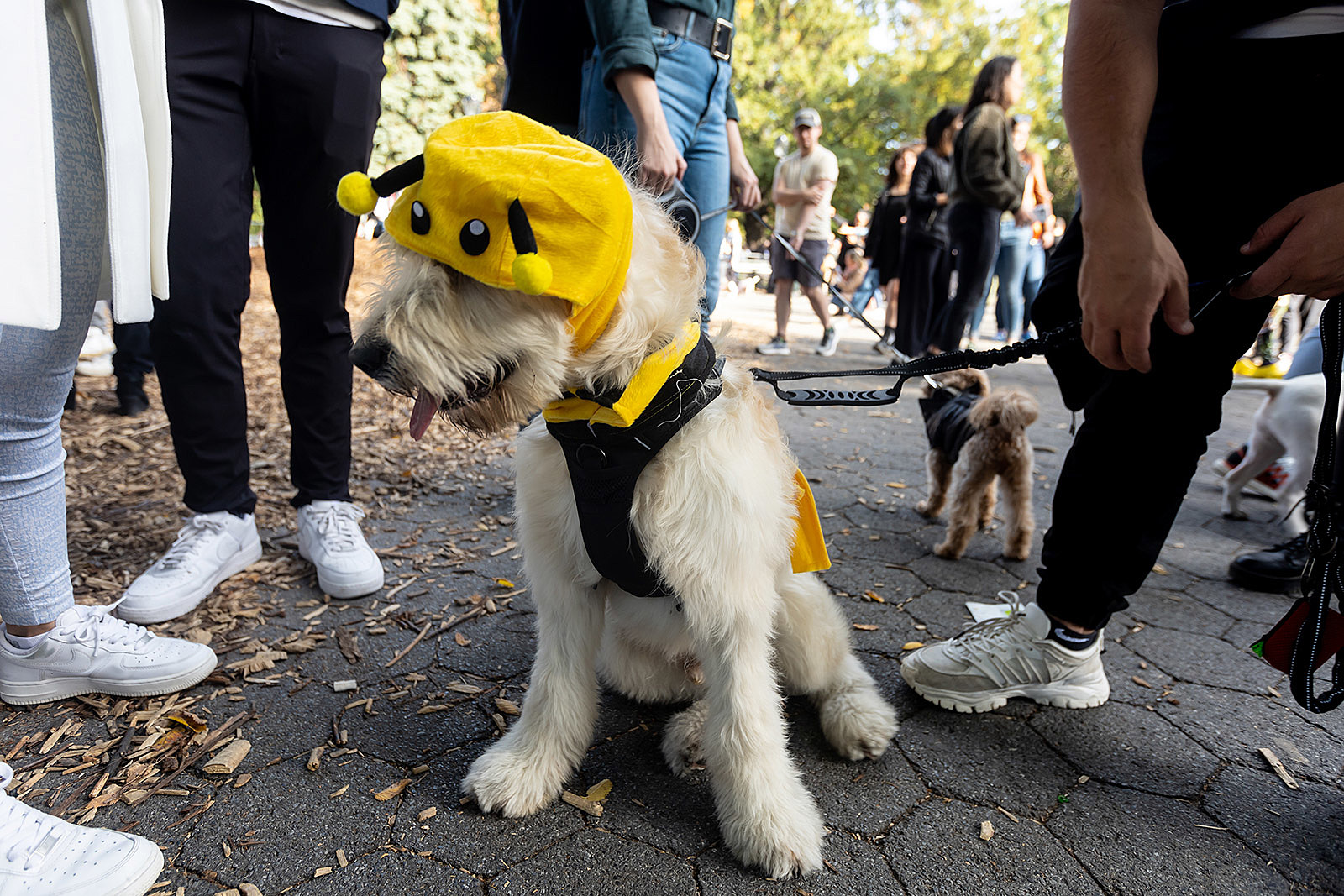 Dogs in costume took over Tompkins Square Park for 2022 Halloween Dog ...