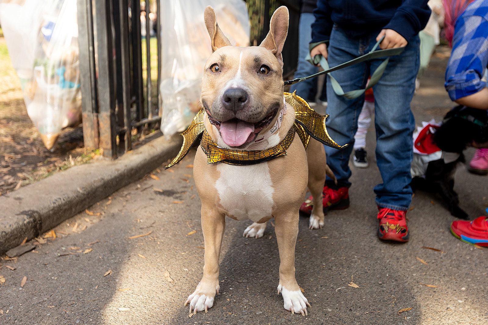 Dogs in costume took over Tompkins Square Park for 2022 Halloween Dog ...