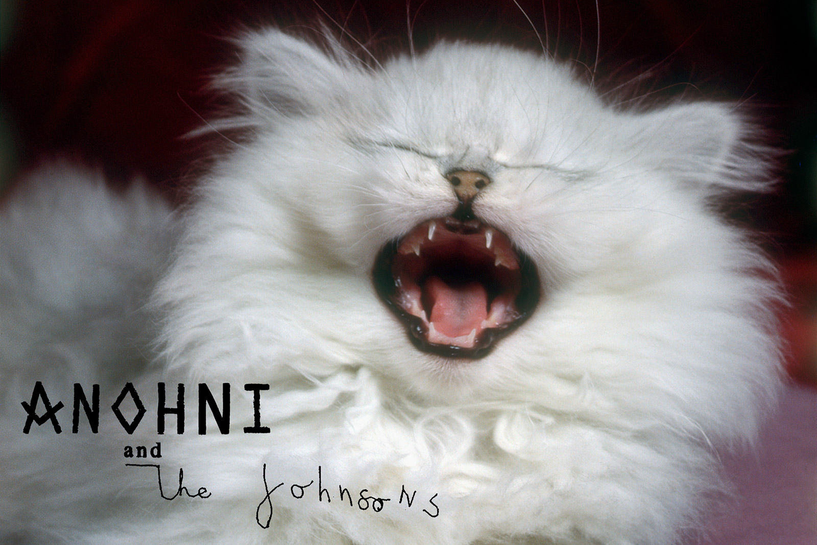 ANOHNI & The Johnsons share new single "Breaking" ++ Brooklyn shows on ...