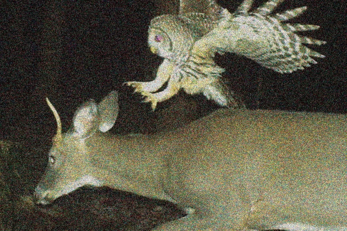 Stream Michigan screamo band Satsuma's (ex-The Reptilian) "Animusic"